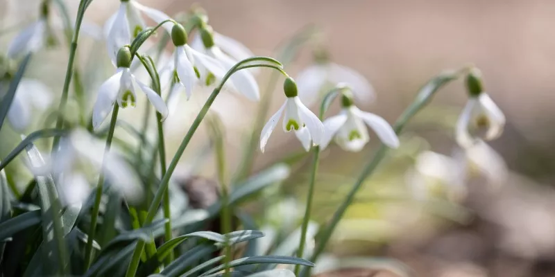 When Do Spring Flowers Bloom? Bloom Times & Schedule | MPS