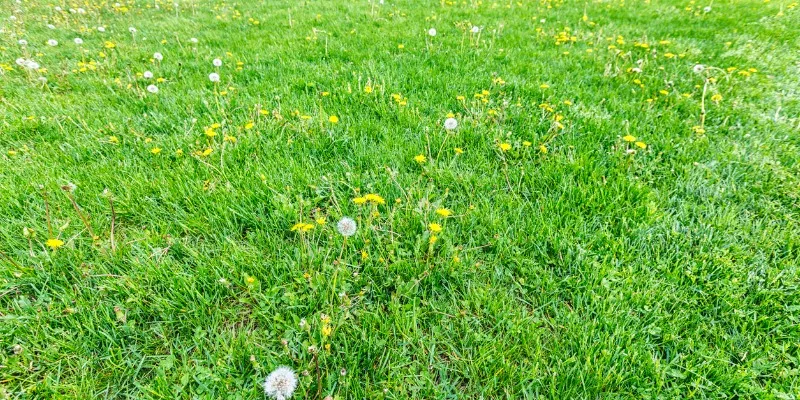 Why Dandelions Drive Landscapers & Lawn Enthusiasts Crazy | MPS